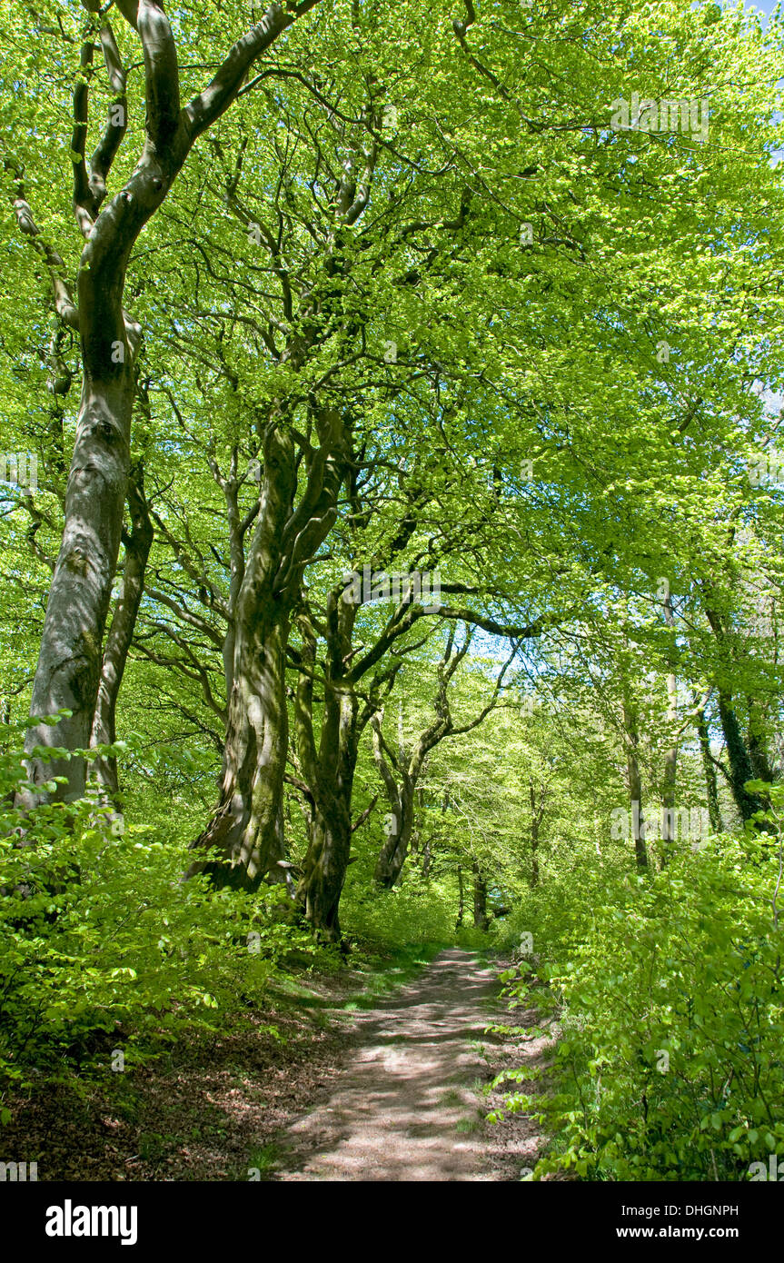 Beech tree in early summer hi-res stock photography and images - Alamy