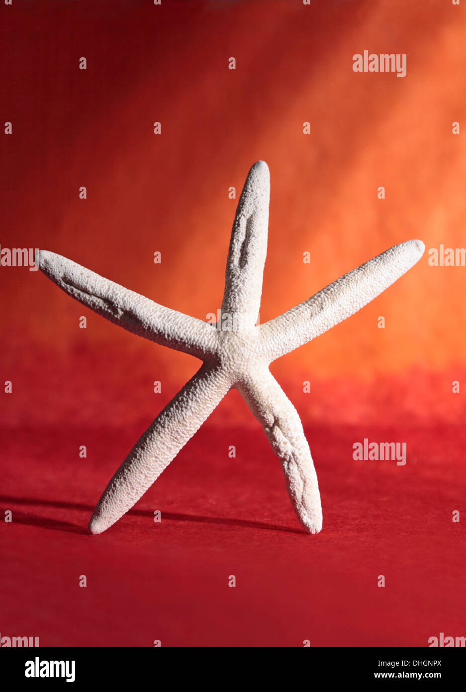 Starfish standing poised on a red colored background Stock Photo - Alamy