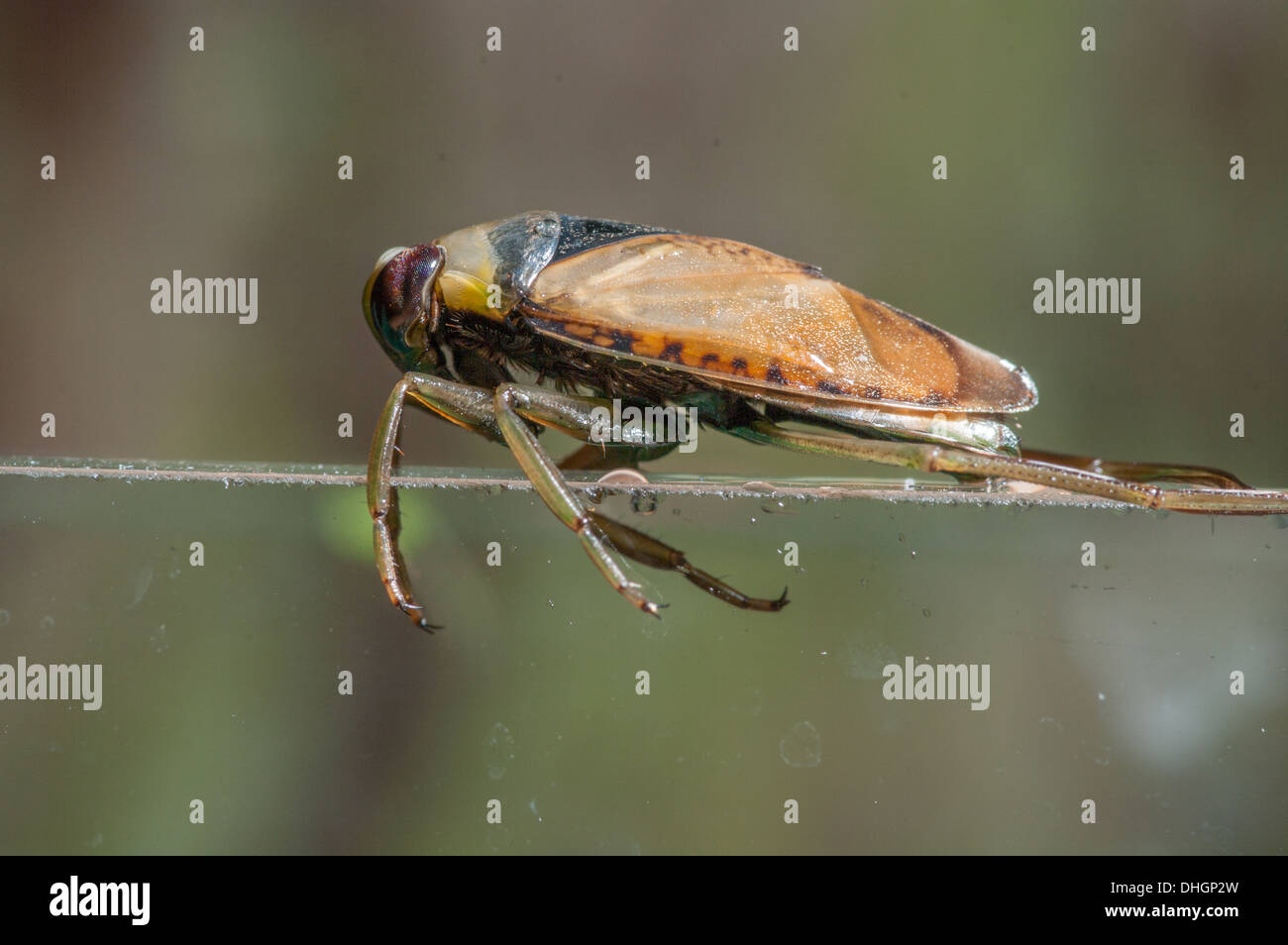 Notonecta High Resolution Stock Photography and Images - Alamy