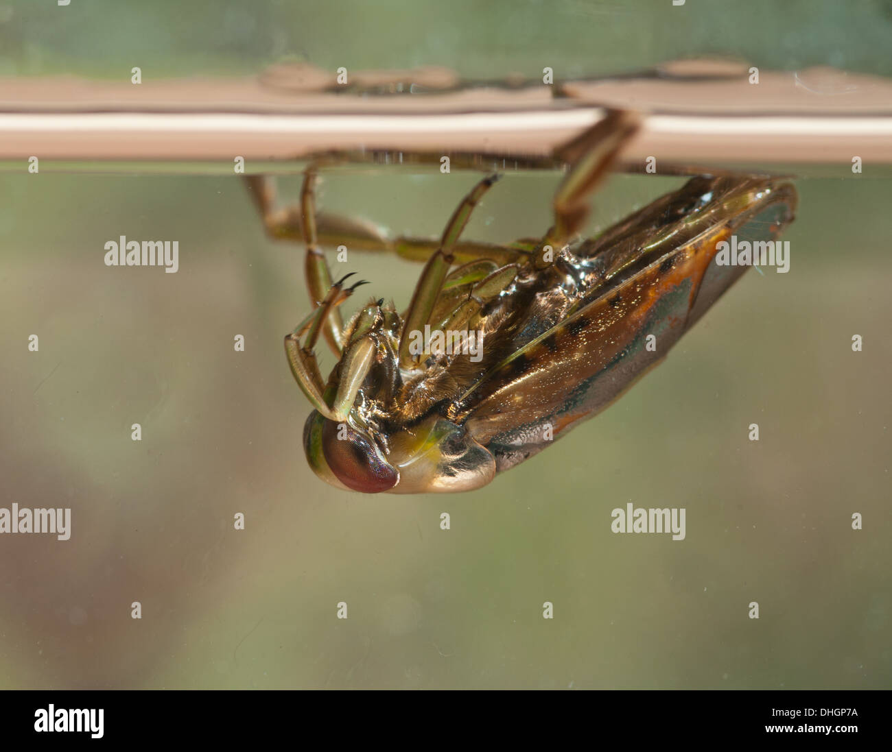 Backswimmer insect hi-res stock photography and images - Alamy