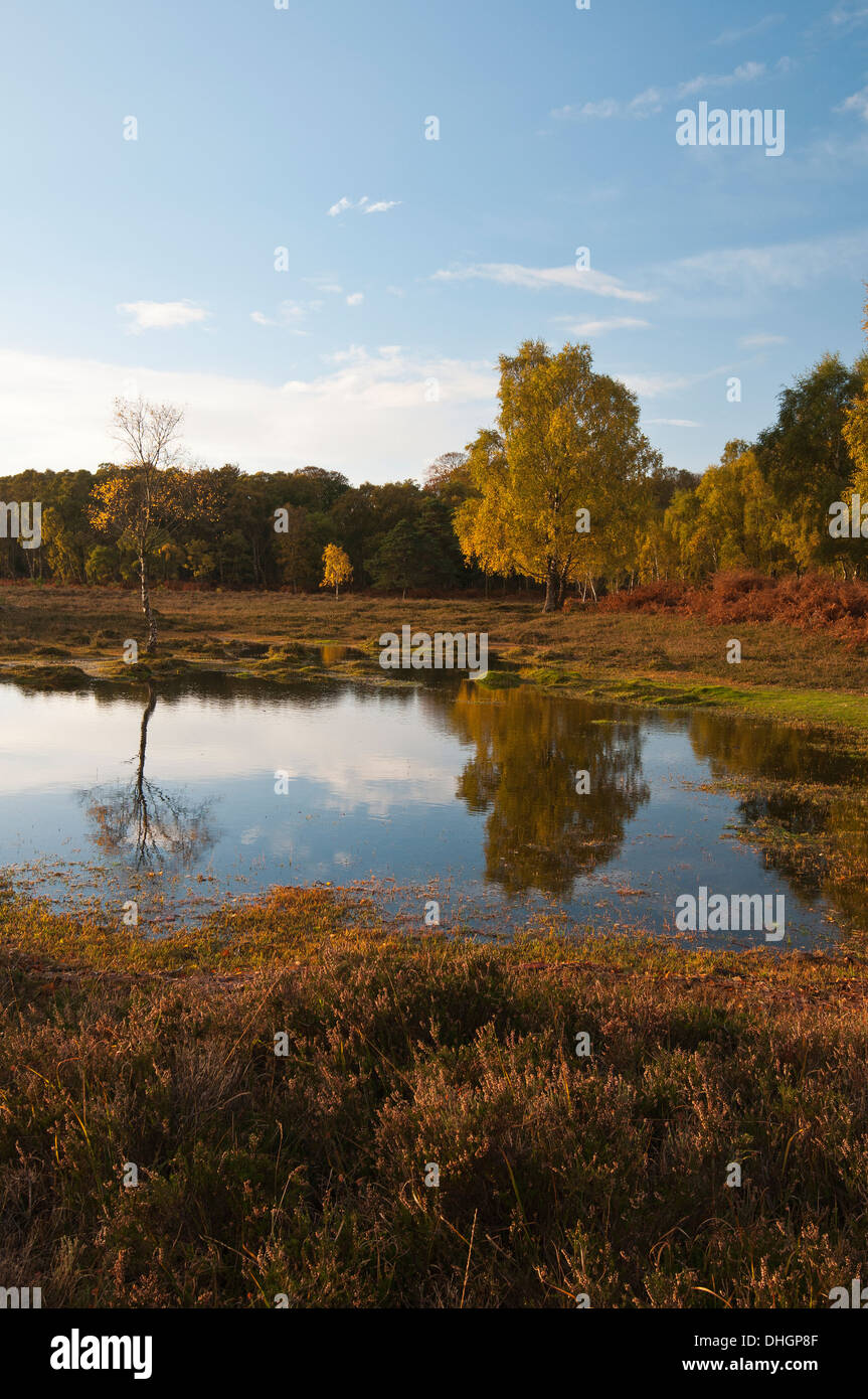 Shatterford Bottom The New Forest Hampshire England UK Stock Photo - Alamy