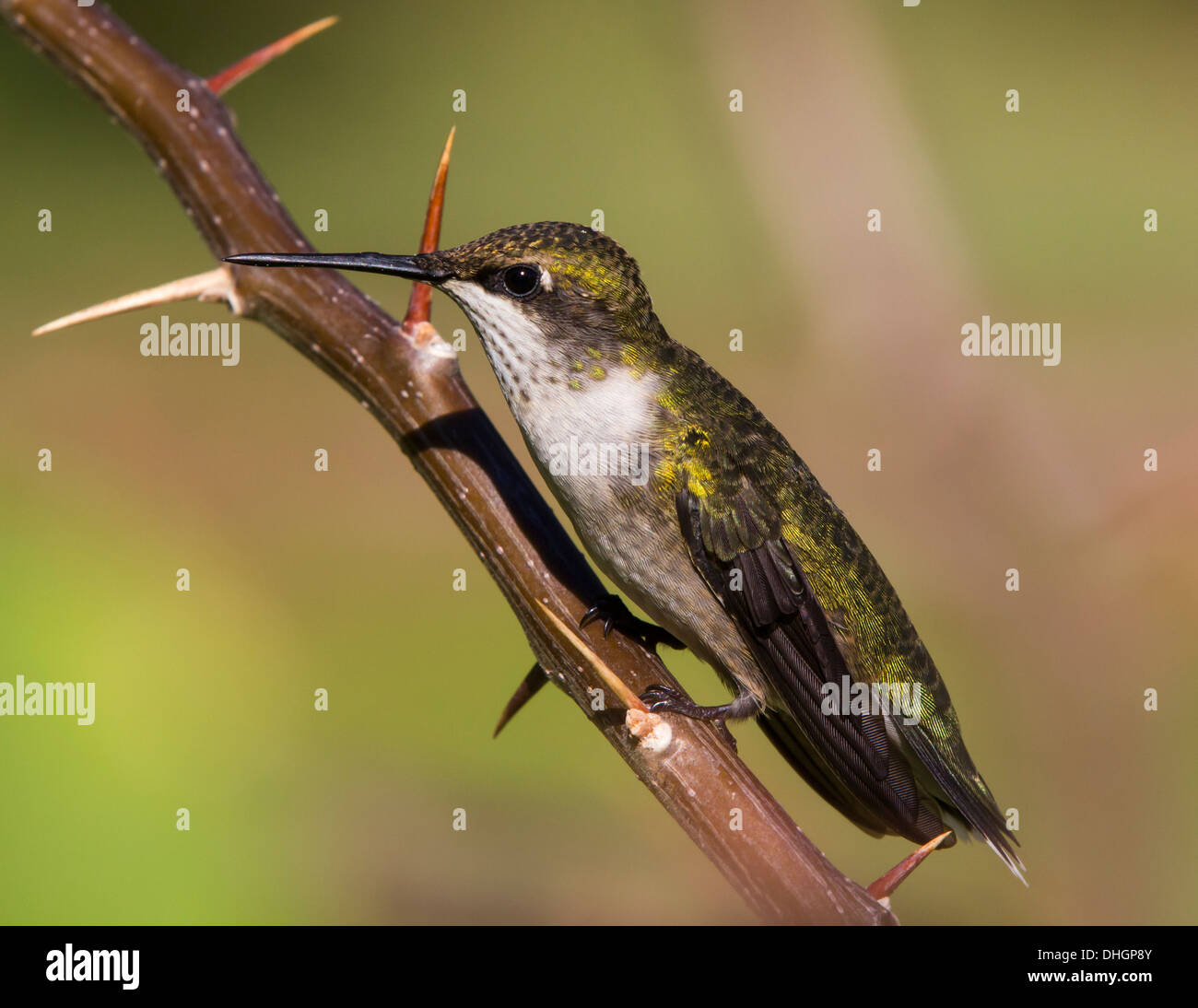 Ruby - throated hummingbird Stock Photo - Alamy