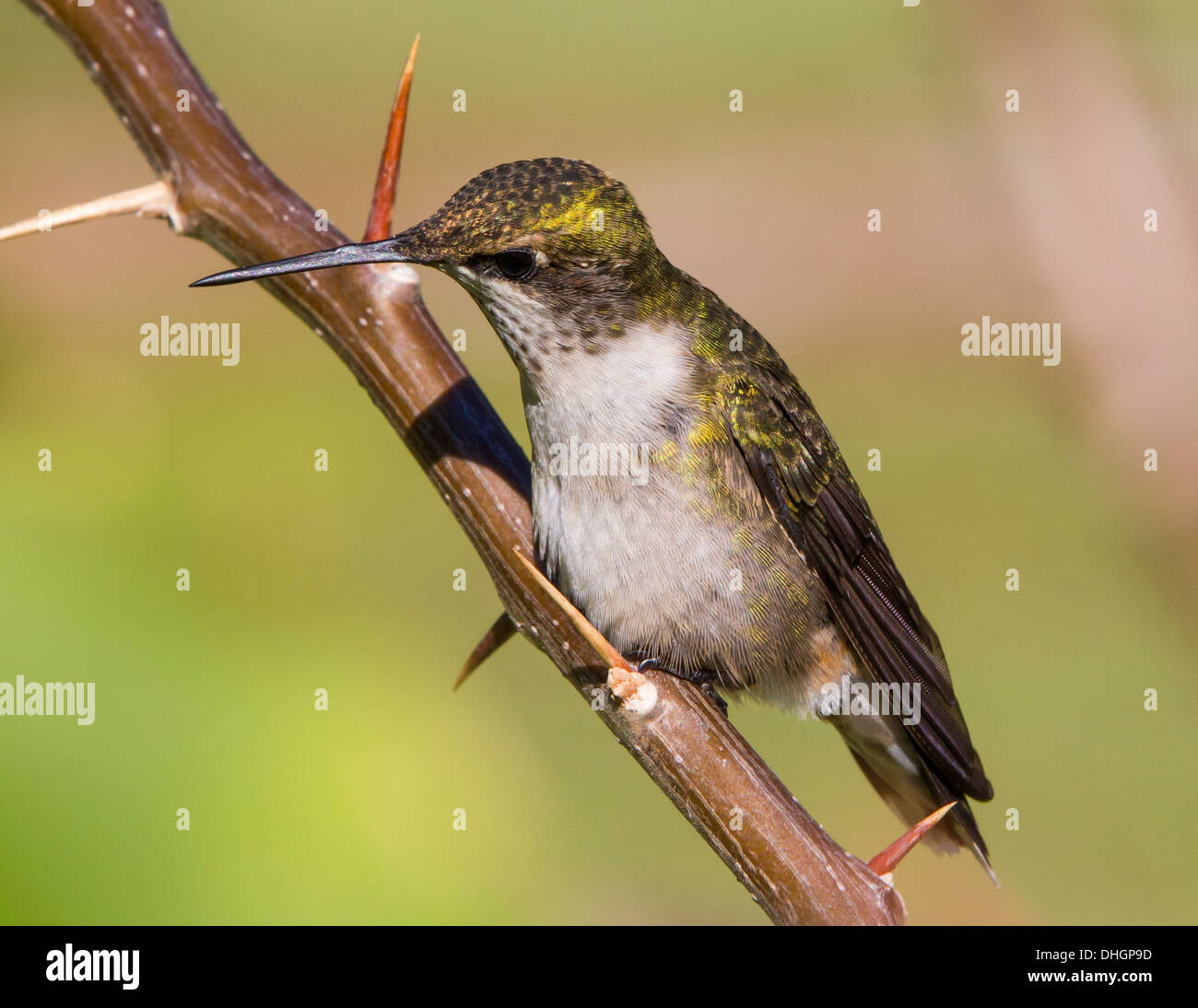 Ruby - throated Hummingbird Stock Photo - Alamy