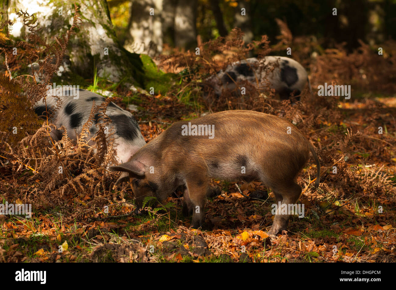 New Forest Pigs Foraging for Acorns The New Forest Hampshire England UK ...