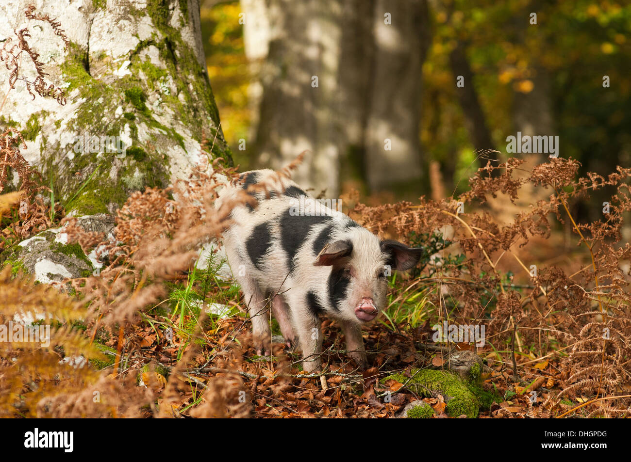New Forest Pigs Foraging for Acorns The New Forest Hampshire England UK ...