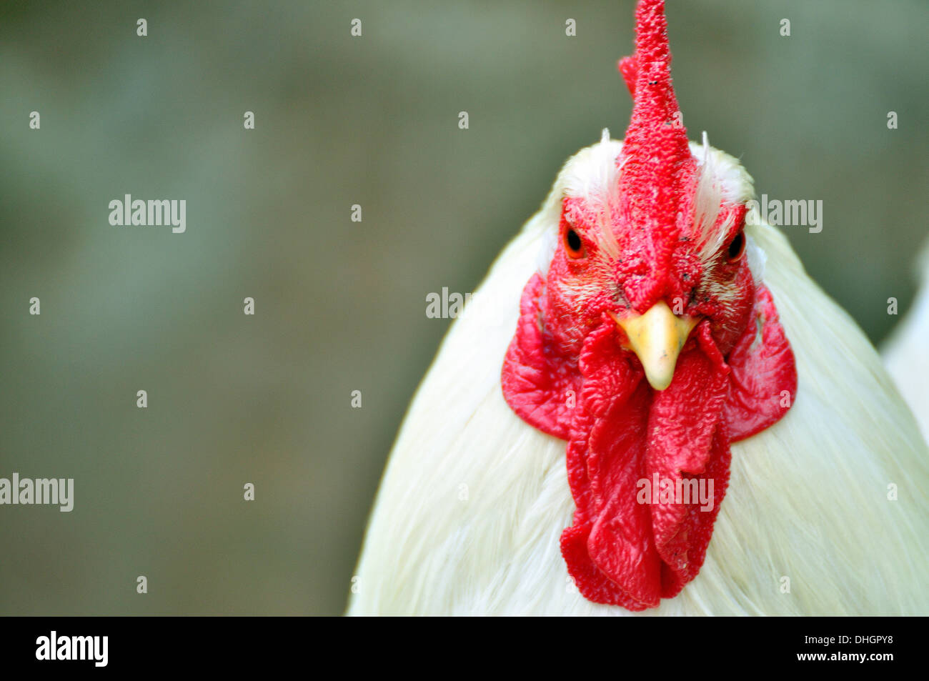 Looking at rooster hi-res stock photography and images - Alamy