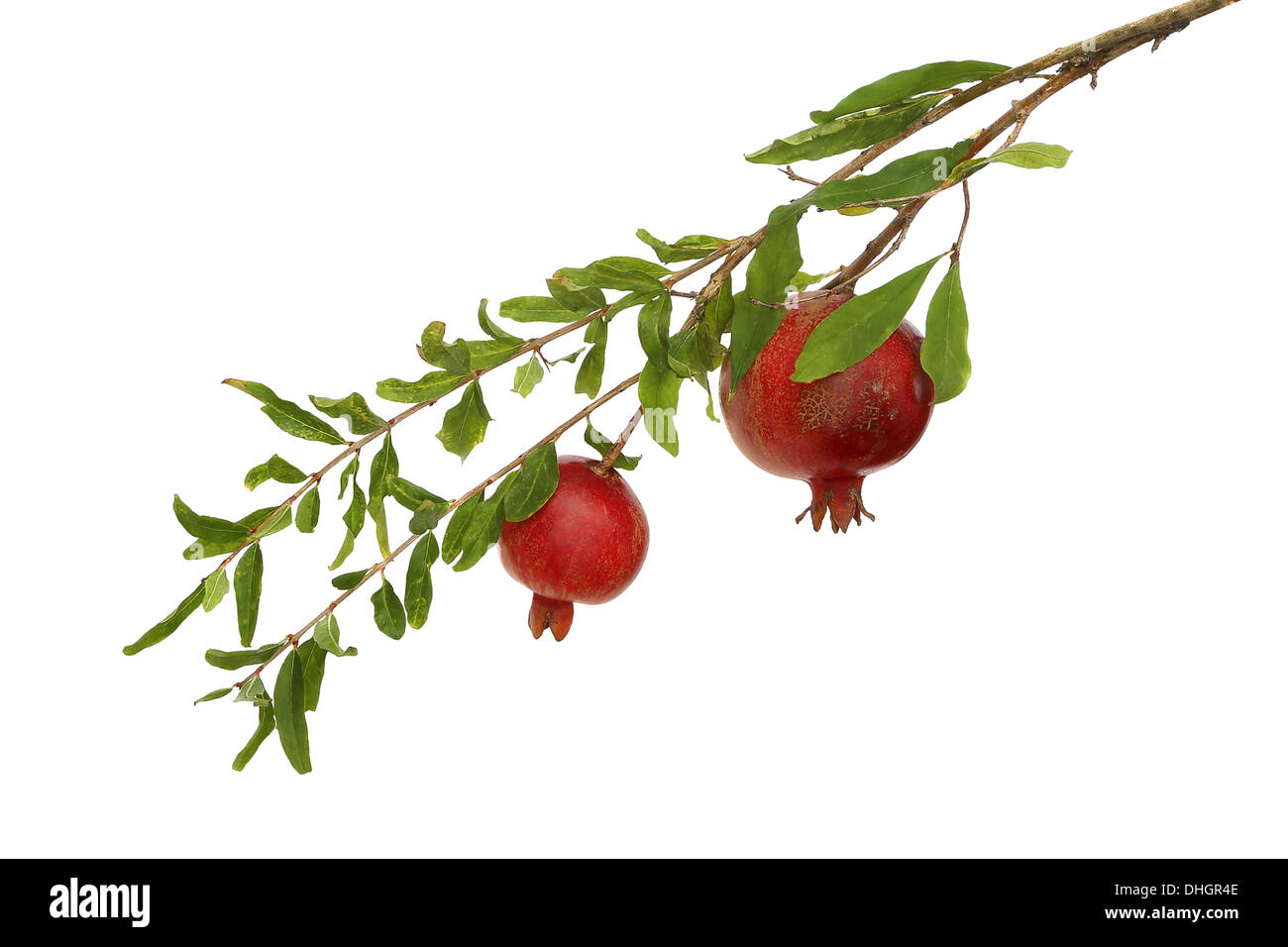 Branch of a pomegranate isolated on white background Stock Photo - Alamy