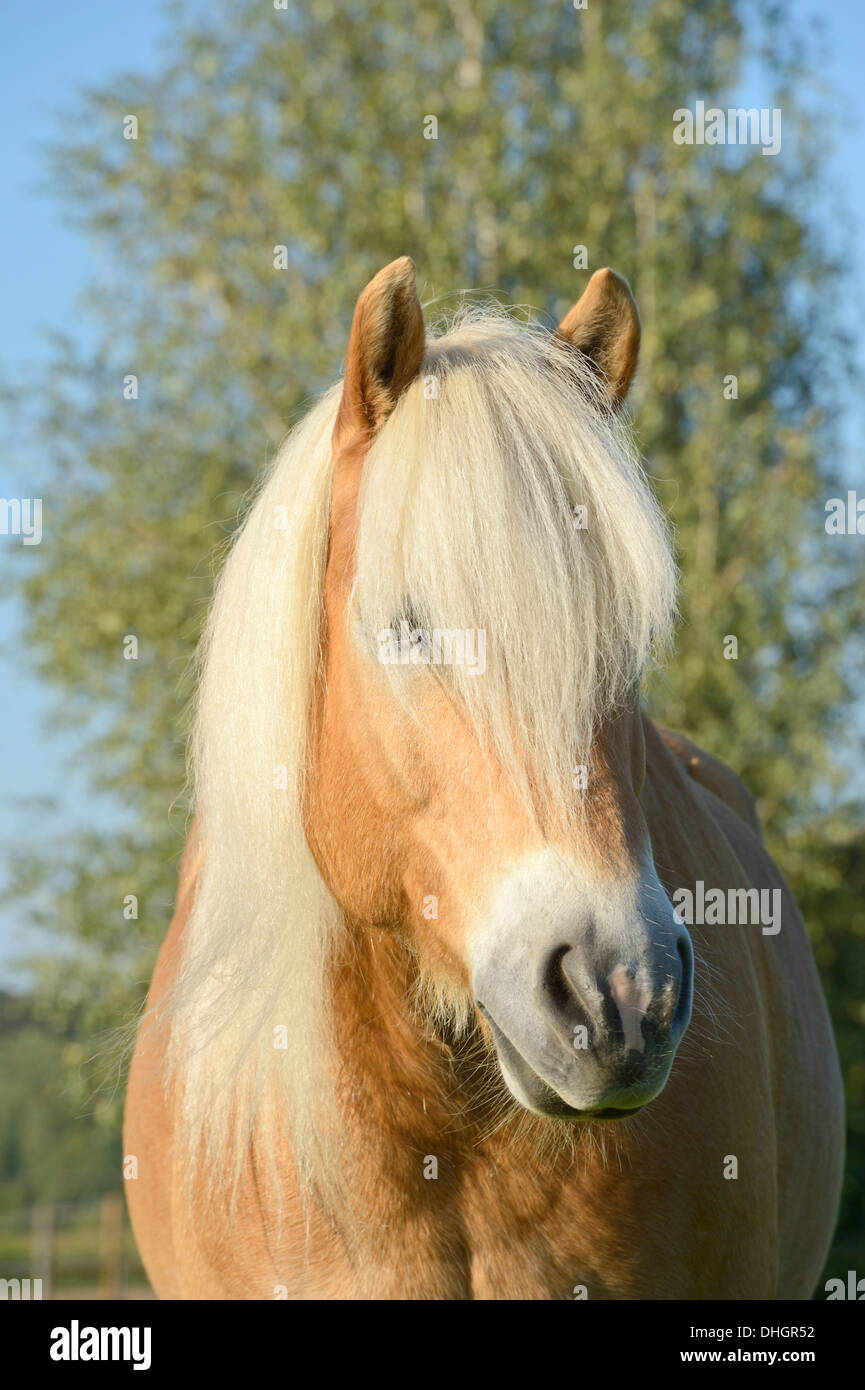 Head shot haflinger horse hi-res stock photography and images - Alamy