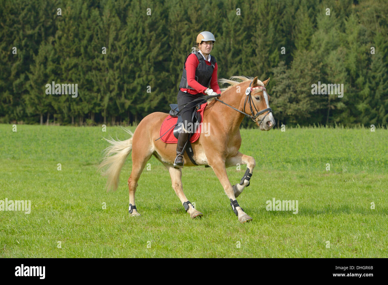 Haflinger Cross High Resolution Stock Photography and Images - Alamy