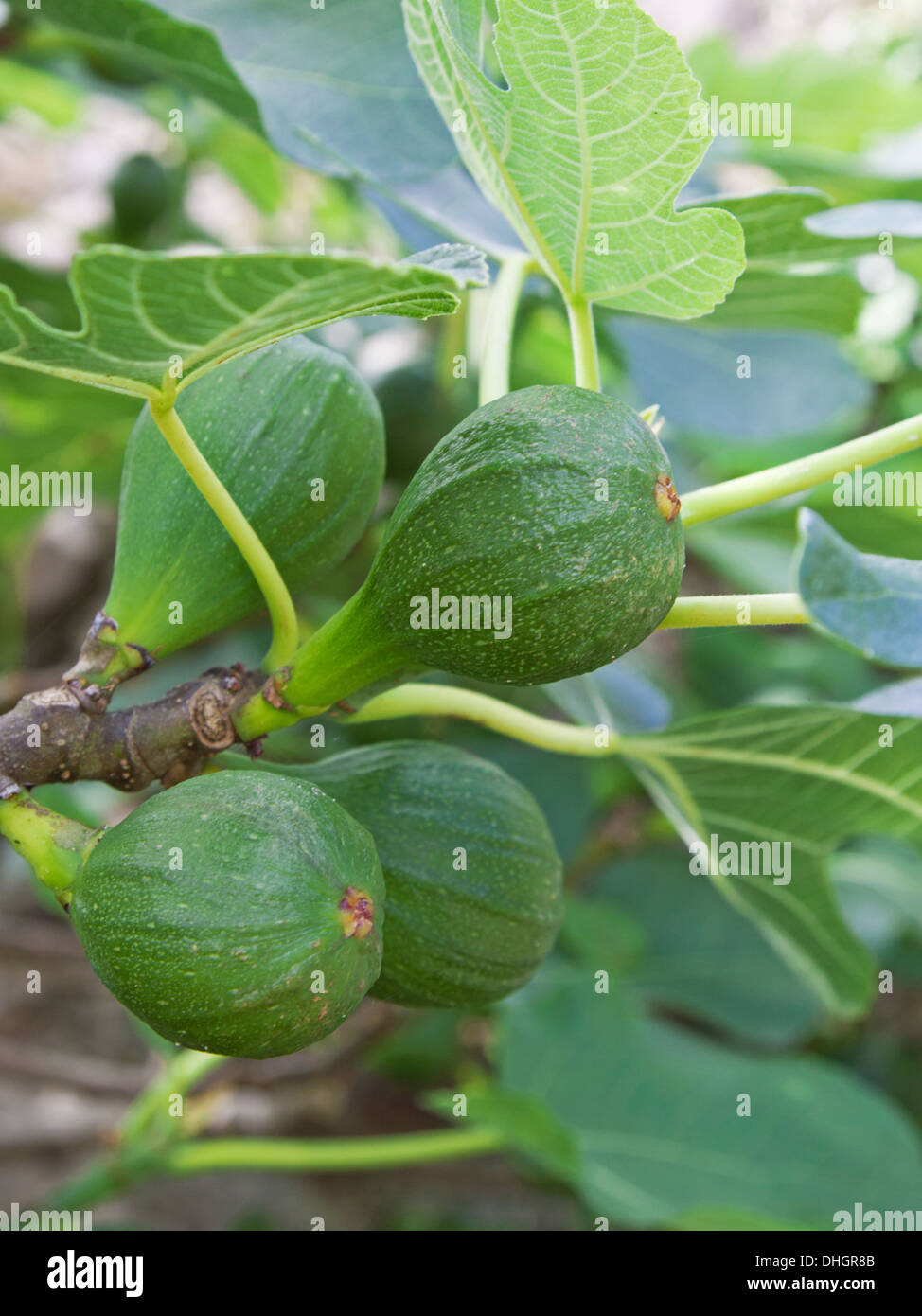 Common Figs ( Ficus carica Stock Photo - Alamy