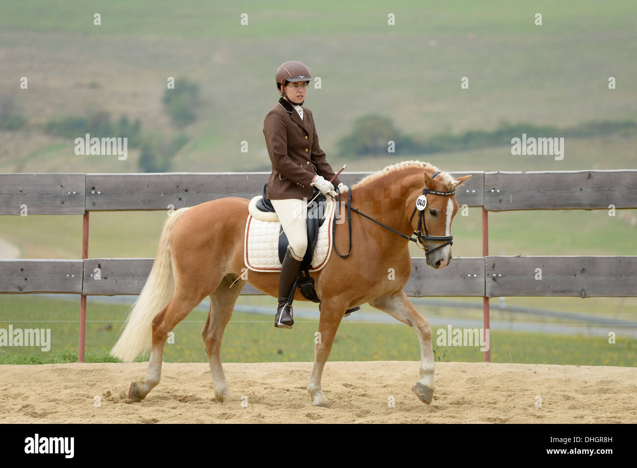 Dressage competition: Rider on Haflinger horse walking Stock Photo - Alamy