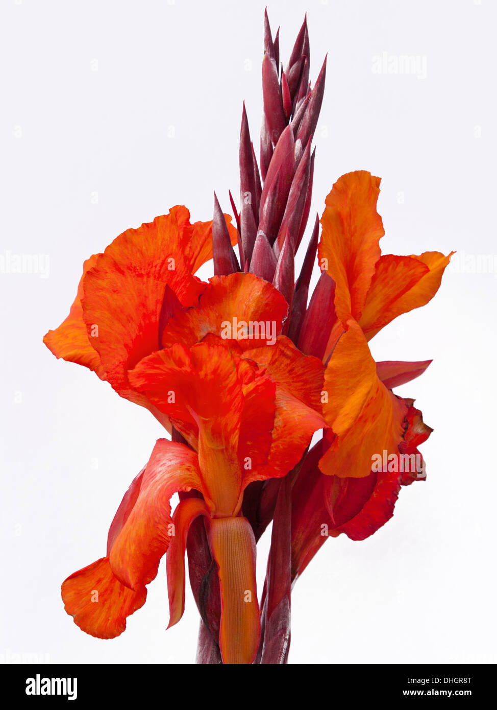 Rhizome canna hi-res stock photography and images - Alamy