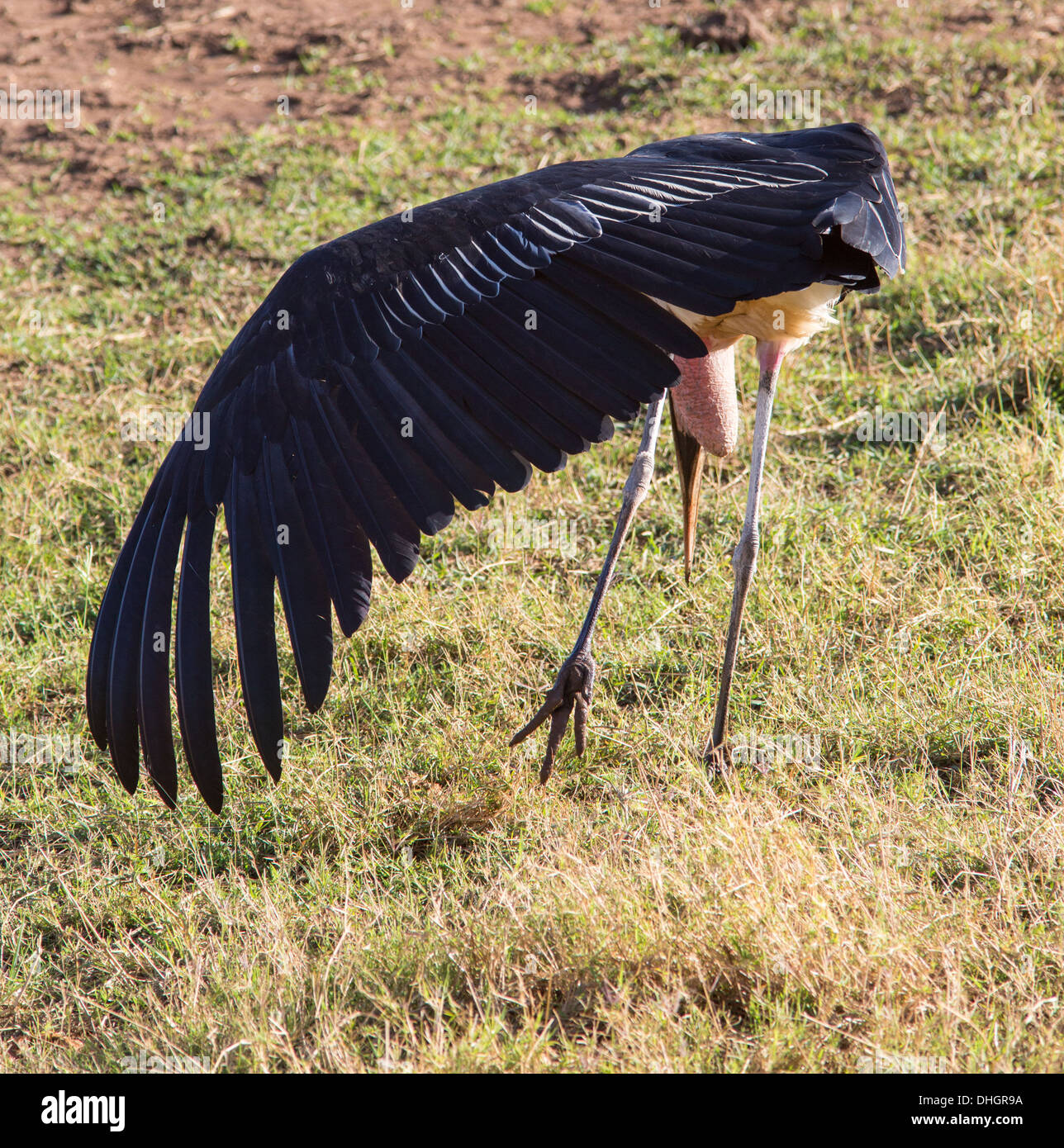 Marabou Stork startling its prey of small frogs and insects with its ...