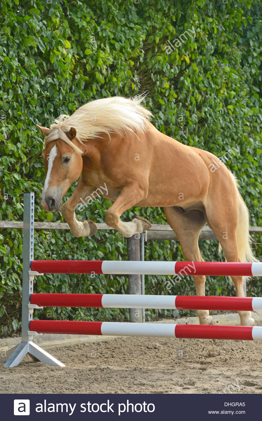 Horse Loose Jumping Stock Photos & Horse Loose Jumping Stock Images - Alamy
