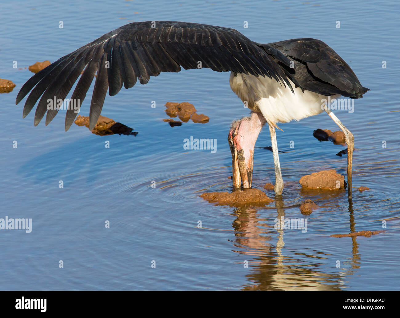 Marabou Stork wings outstretched hunting for frogs and small fish at a ...