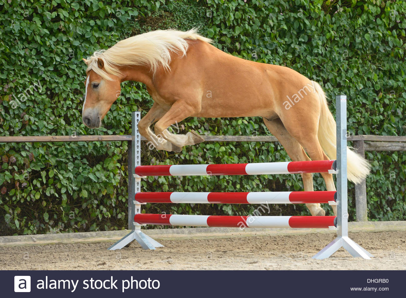 Horse Loose Jumping High Resolution Stock Photography and Images - Alamy