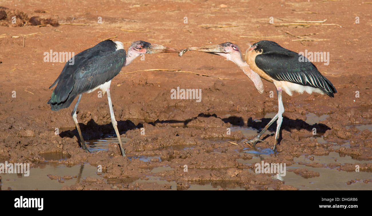 Marabou Stork fighting over a frog at a waterhole in Tsavo Kenya Stock ...