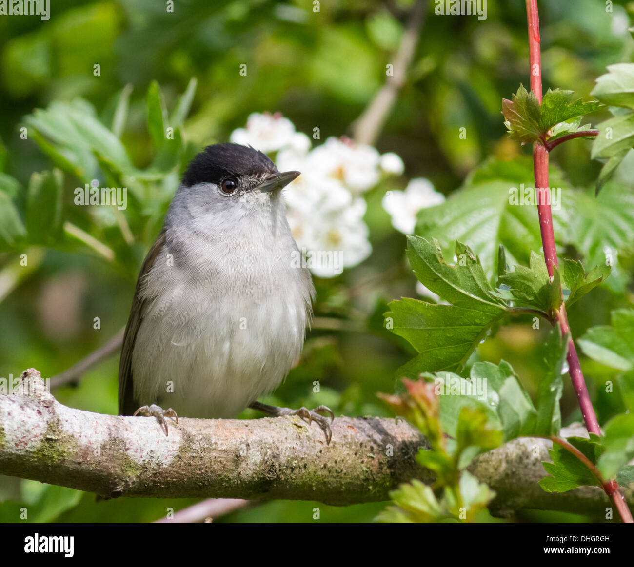 Blackcap hi-res stock photography and images - Alamy