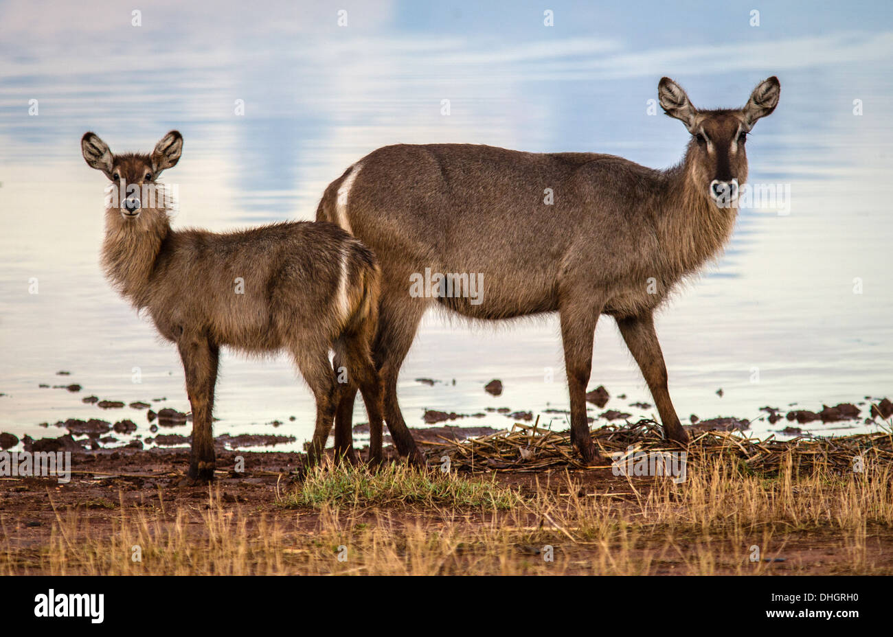 Southern water buck hi-res stock photography and images - Alamy