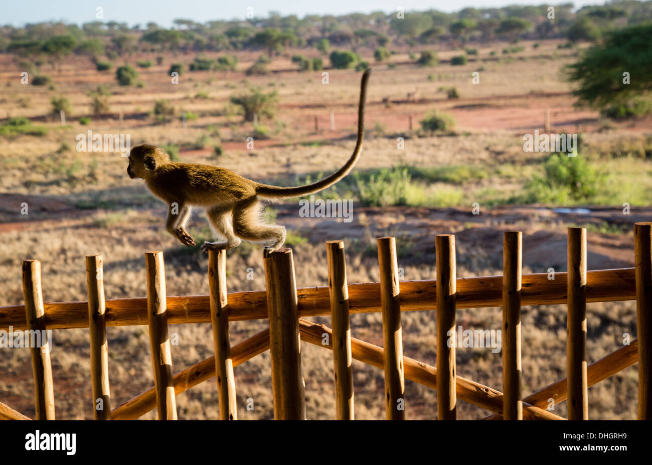 Young Velvet or Vervet Monkey running along a balcony fence in hotel in ...