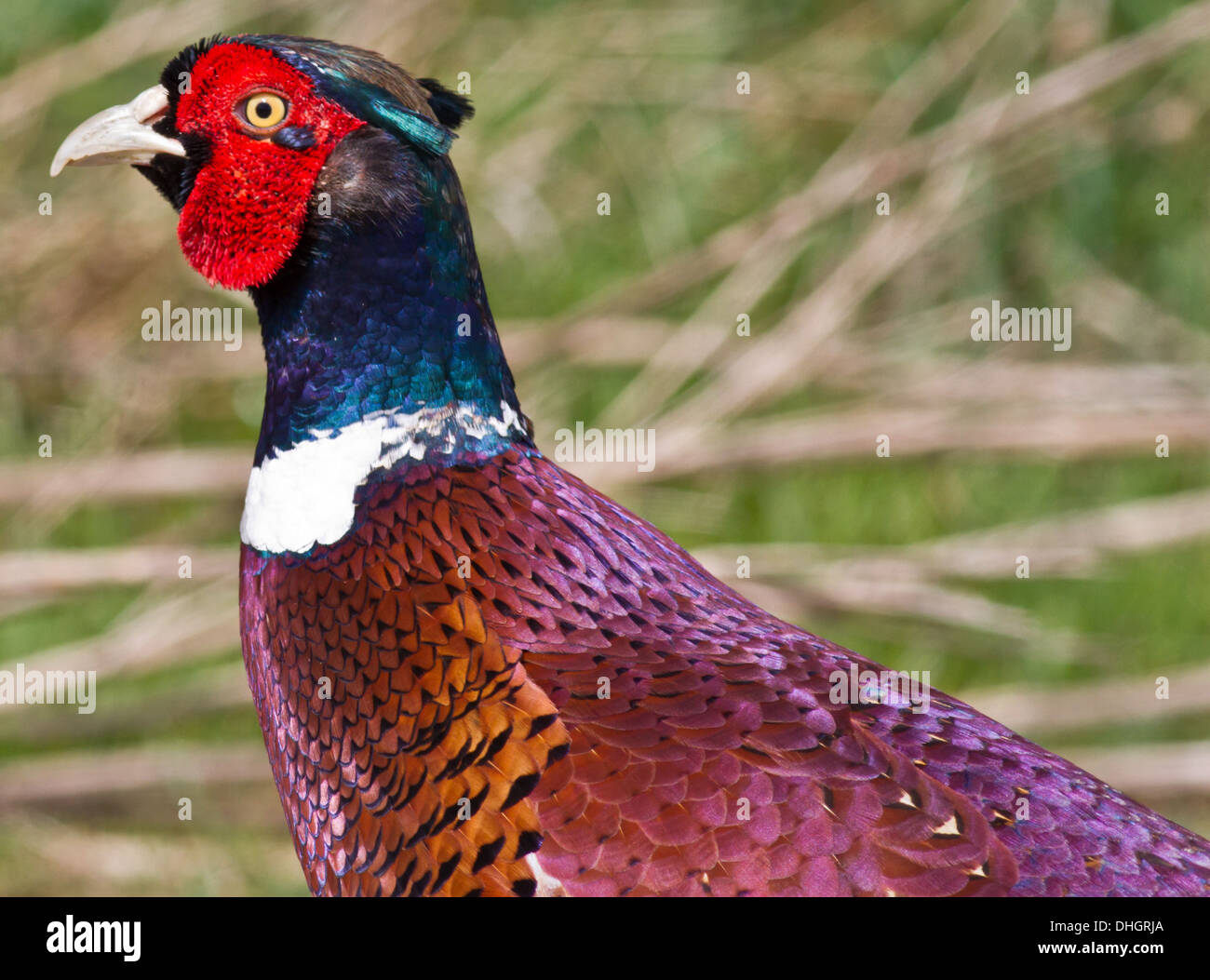 a male Common Pheasant Stock Photo - Alamy