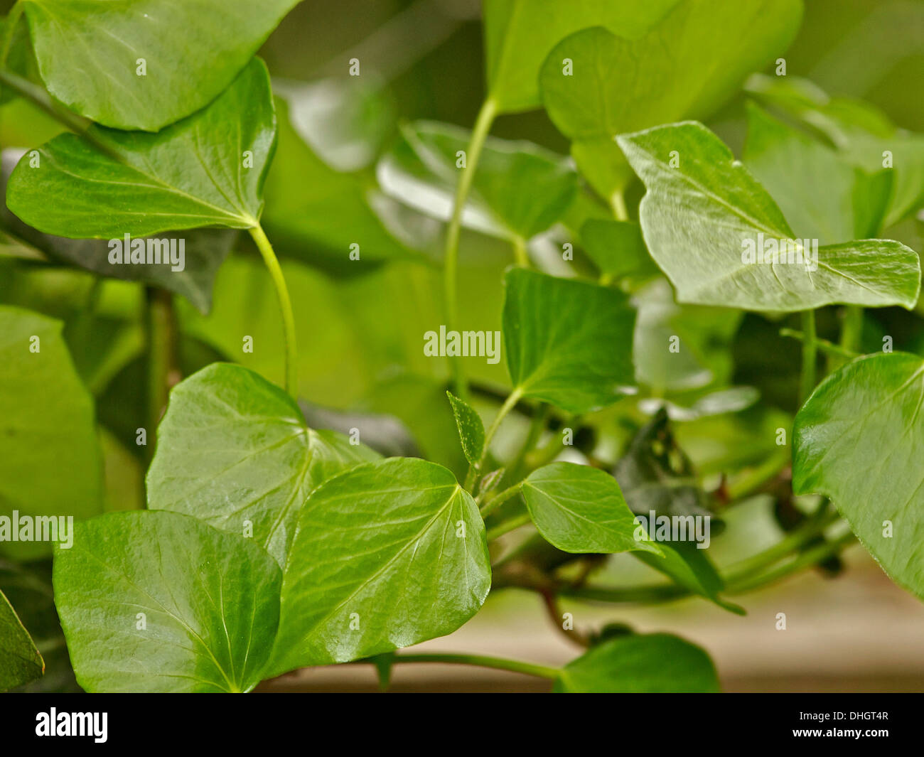Plural hi-res stock photography and images - Alamy