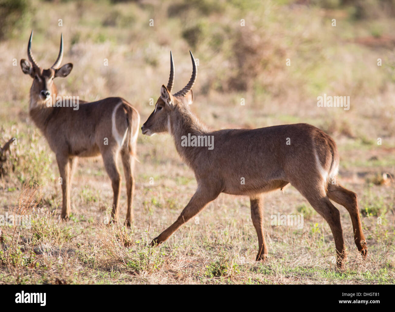 Water buck hi-res stock photography and images - Alamy