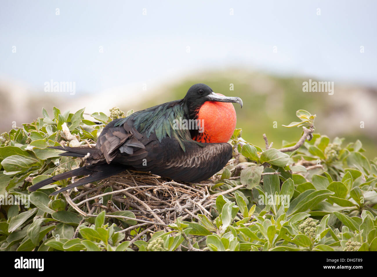 Great Frigatebird (Fregata minor palmerstoni) male with gular pouch ...