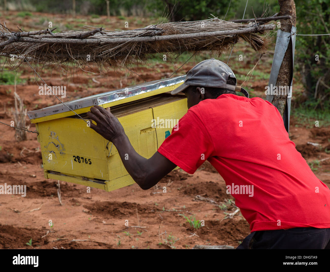 A farmer inspects his beehive fence built to deter elephants from ...