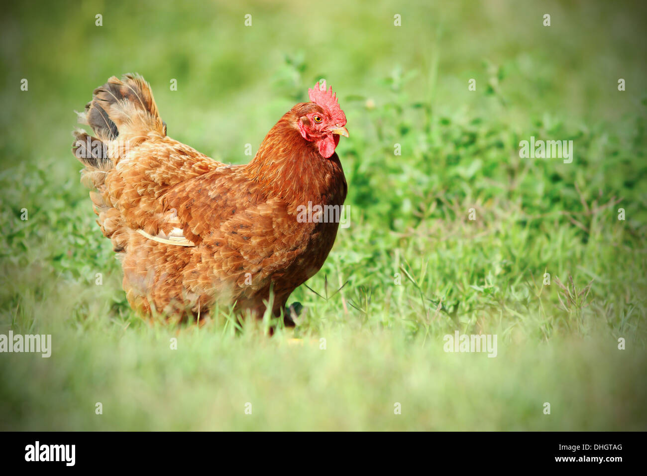 Hen walking hi-res stock photography and images - Alamy