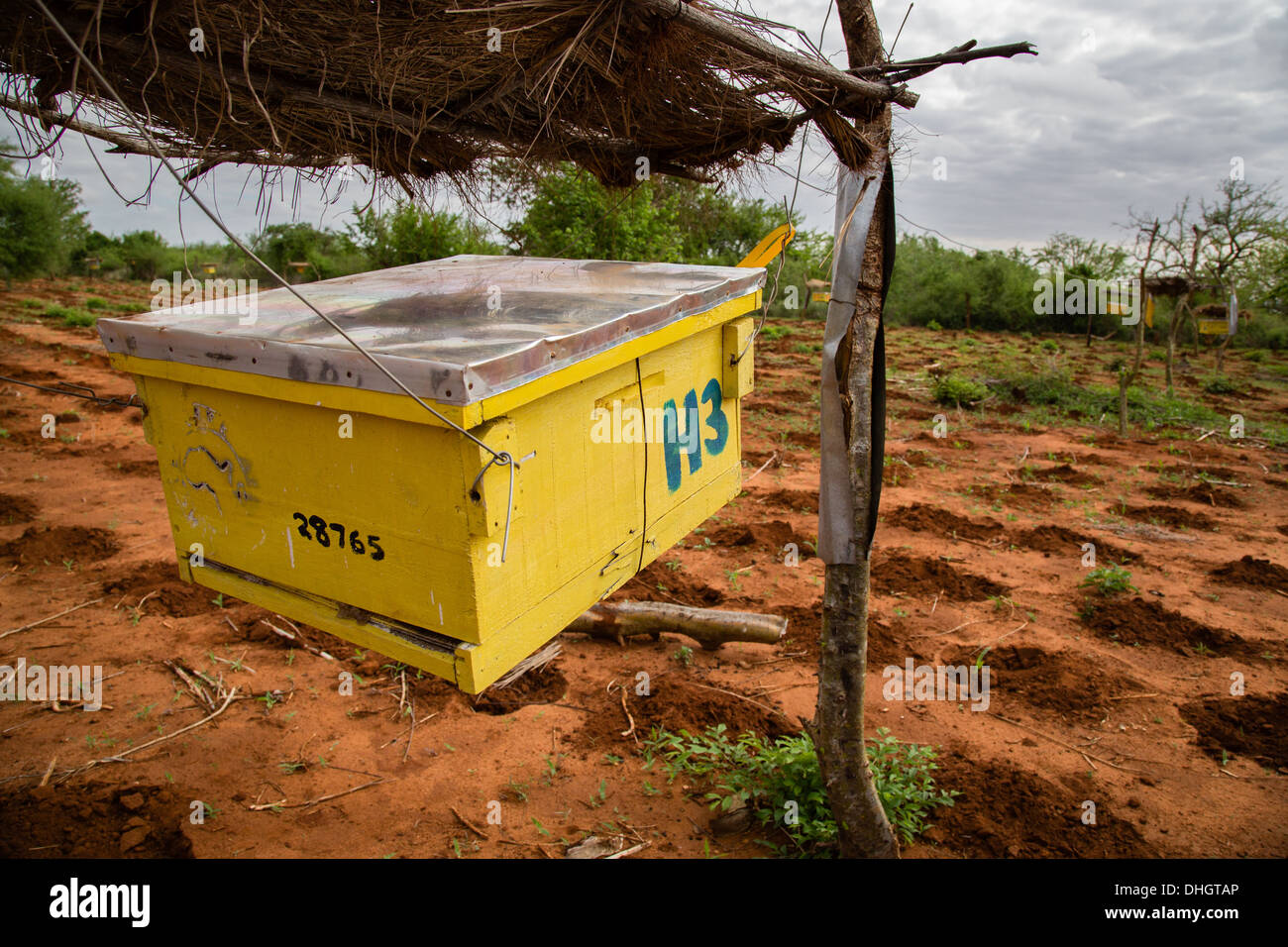 African elephant fence bee hi-res stock photography and images - Alamy