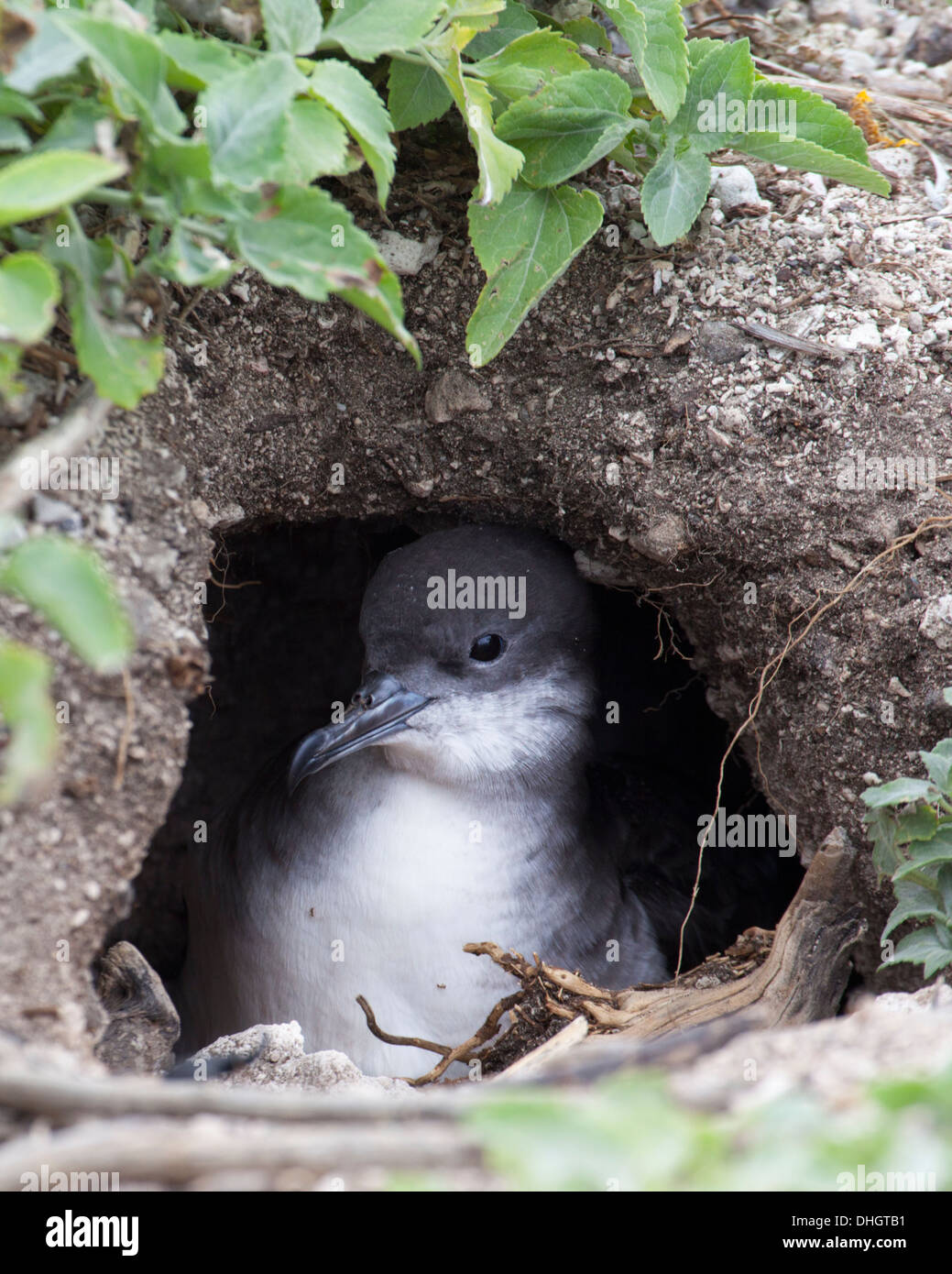 Wedge-tailed Shearwater (Puffinus pacificus chlororhynchus) light morph ...