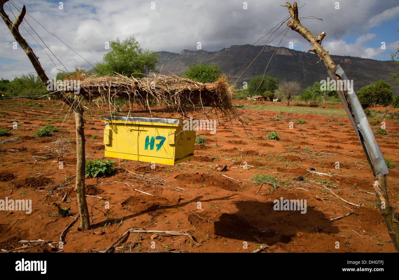 Bee hive fence designed to deter African Elephants from raiding crops ...