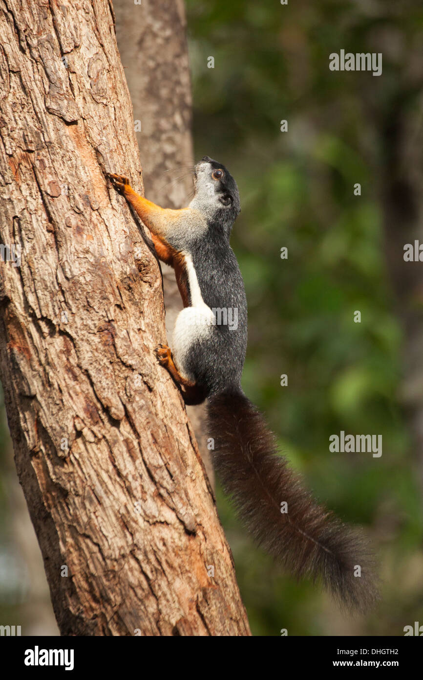 Prevost S Squirrel Callosciurus Prevostii Climbing Up A Tree In