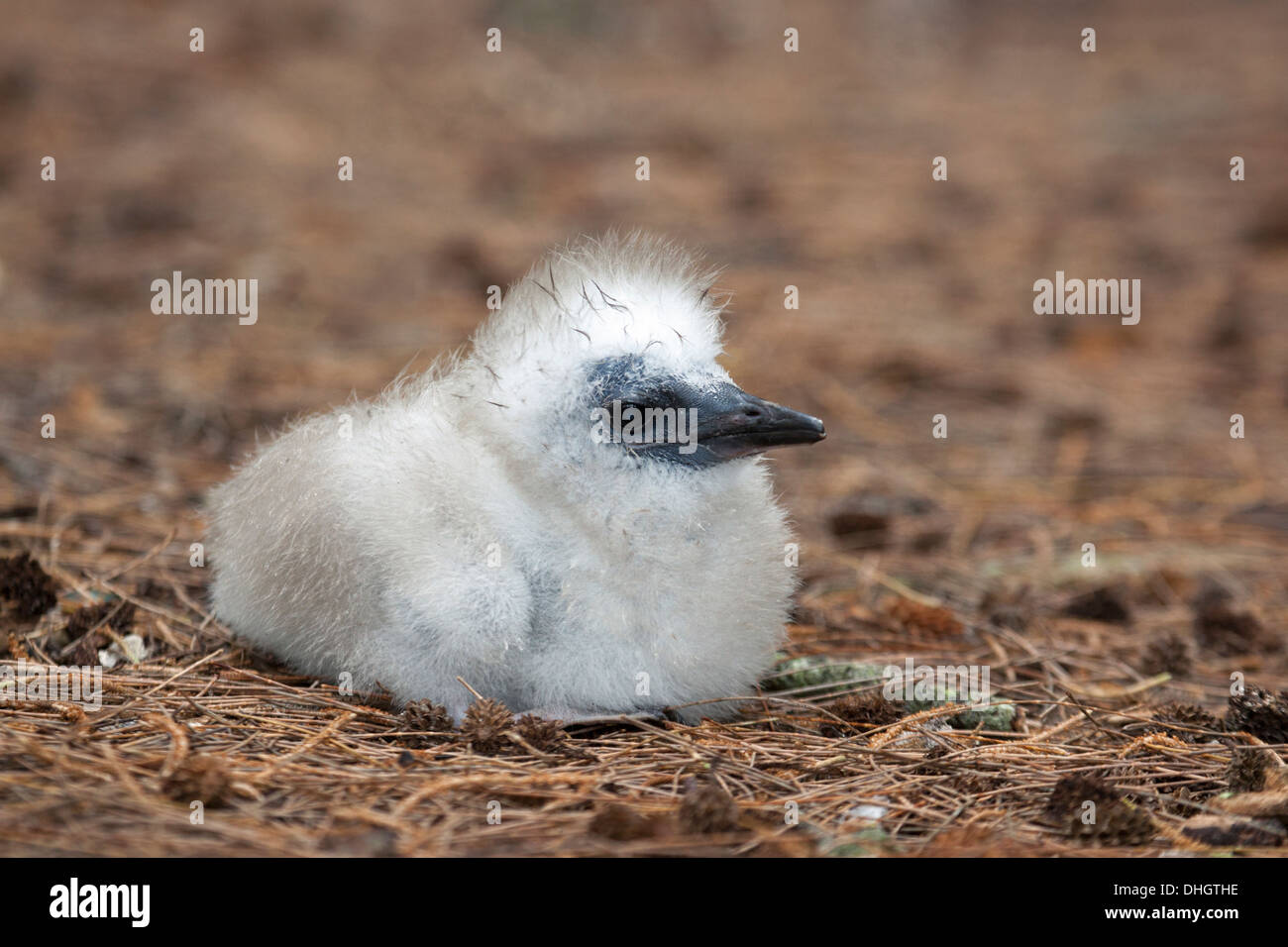 Red-tailed Tropicbird (Phaethon rubricauda rothschildi) chick Stock ...