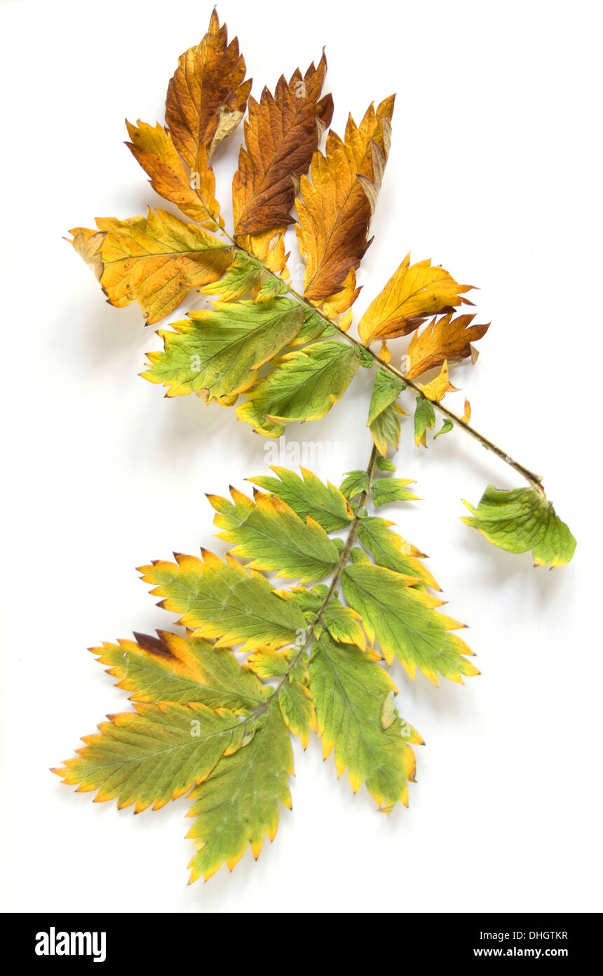 Ash tree leaves in autumn on white background Stock Photo - Alamy