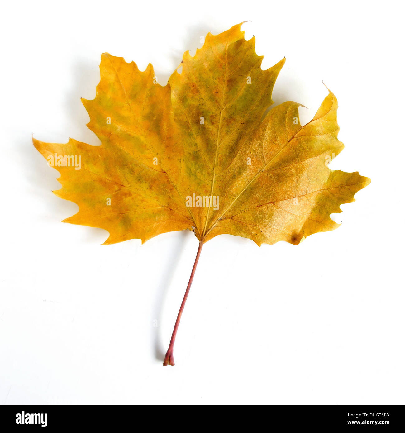 Sycamore tree leaf in autumn on white background Stock Photo - Alamy