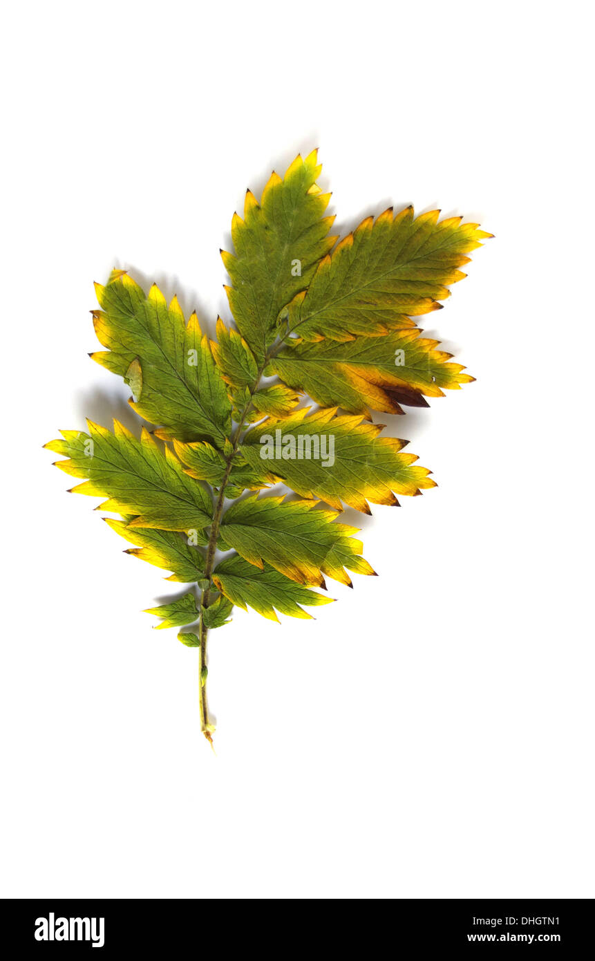 Ash tree leaves in autumn on white background Stock Photo - Alamy