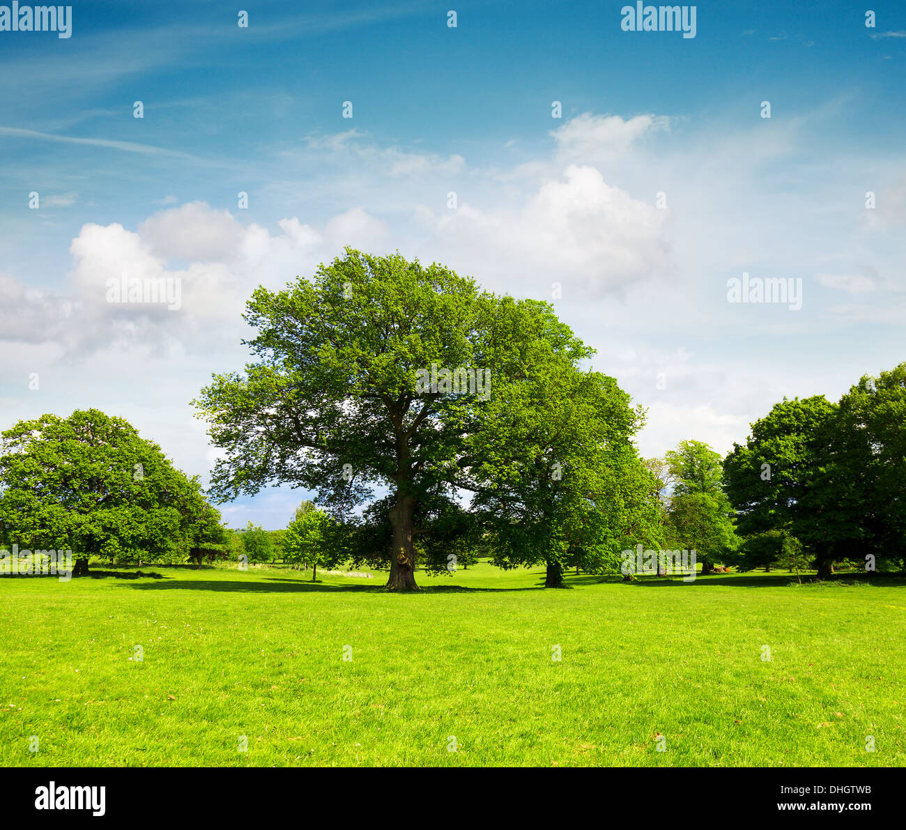Green field and trees Stock Photo - Alamy