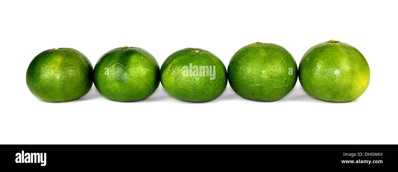 Citrus mandarin tree plant Cut Out Stock Images & Pictures - Alamy