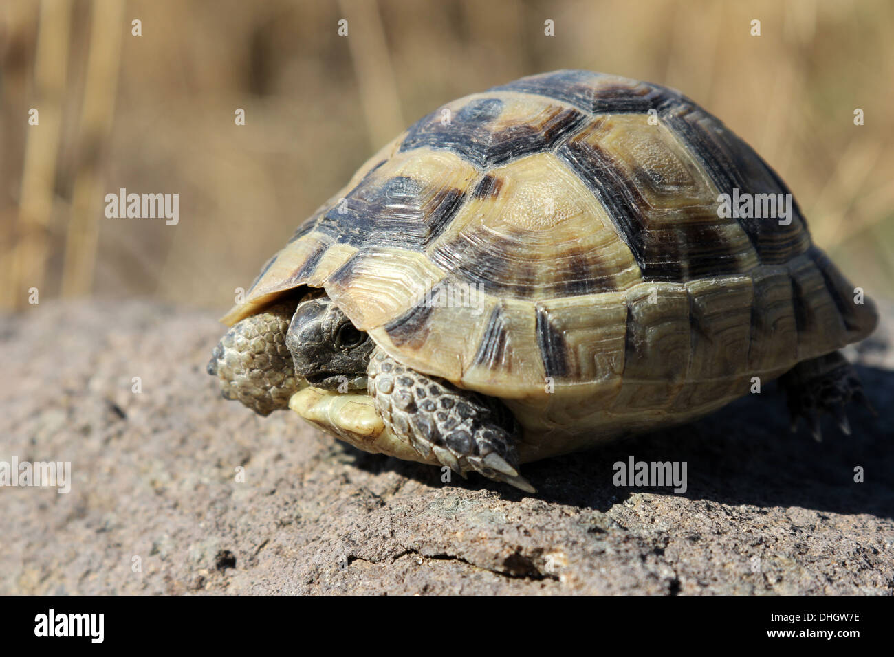 Turtle speed hi-res stock photography and images - Alamy
