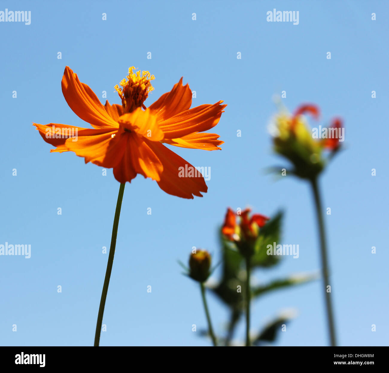 Peduncle flower hi-res stock photography and images - Alamy