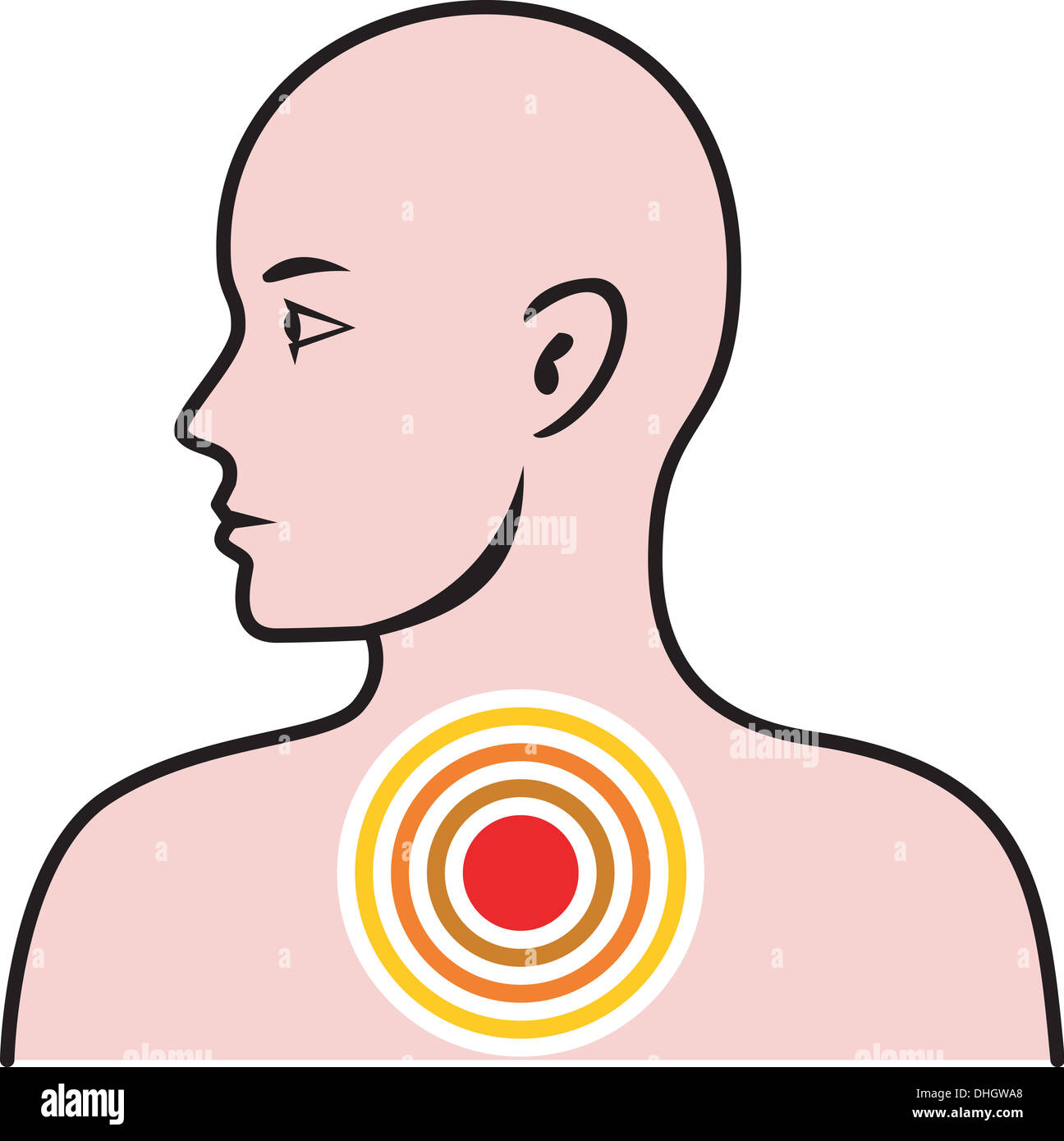 Illustration on the human anatomy showing a male torso looking to side ...