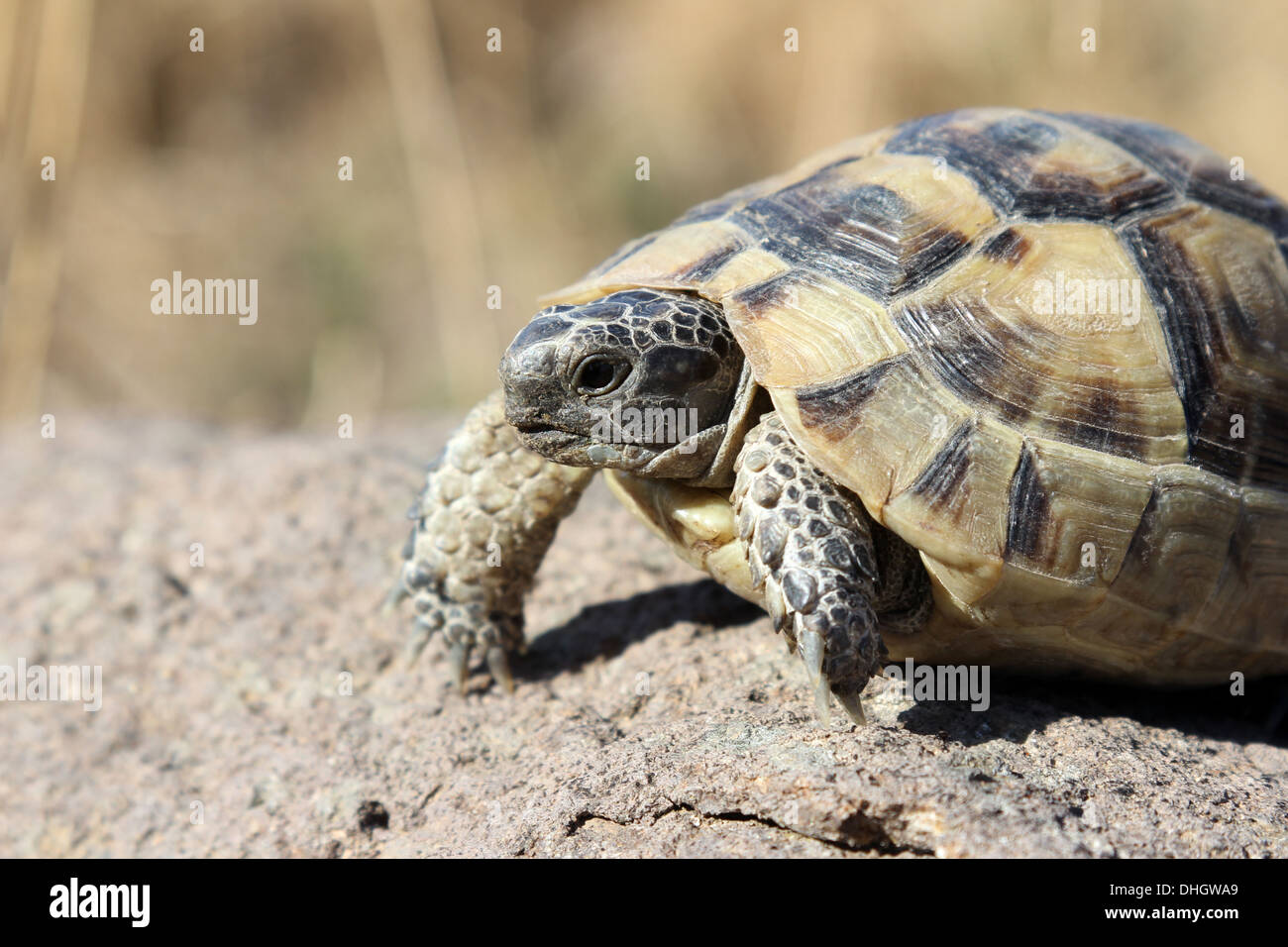 Turtle armor hi-res stock photography and images - Alamy