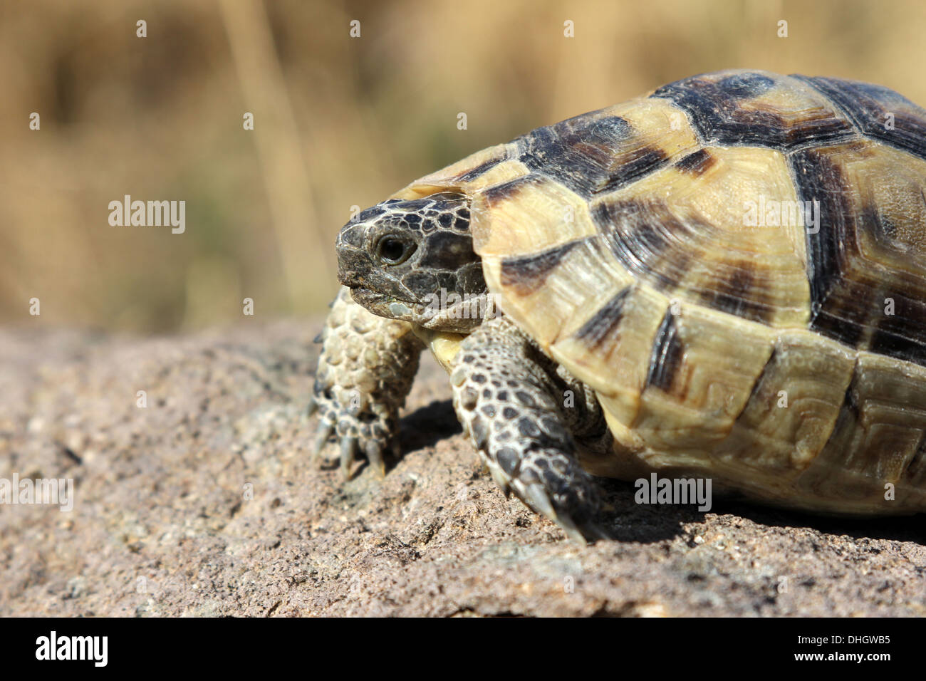 Eye armor hi-res stock photography and images - Alamy
