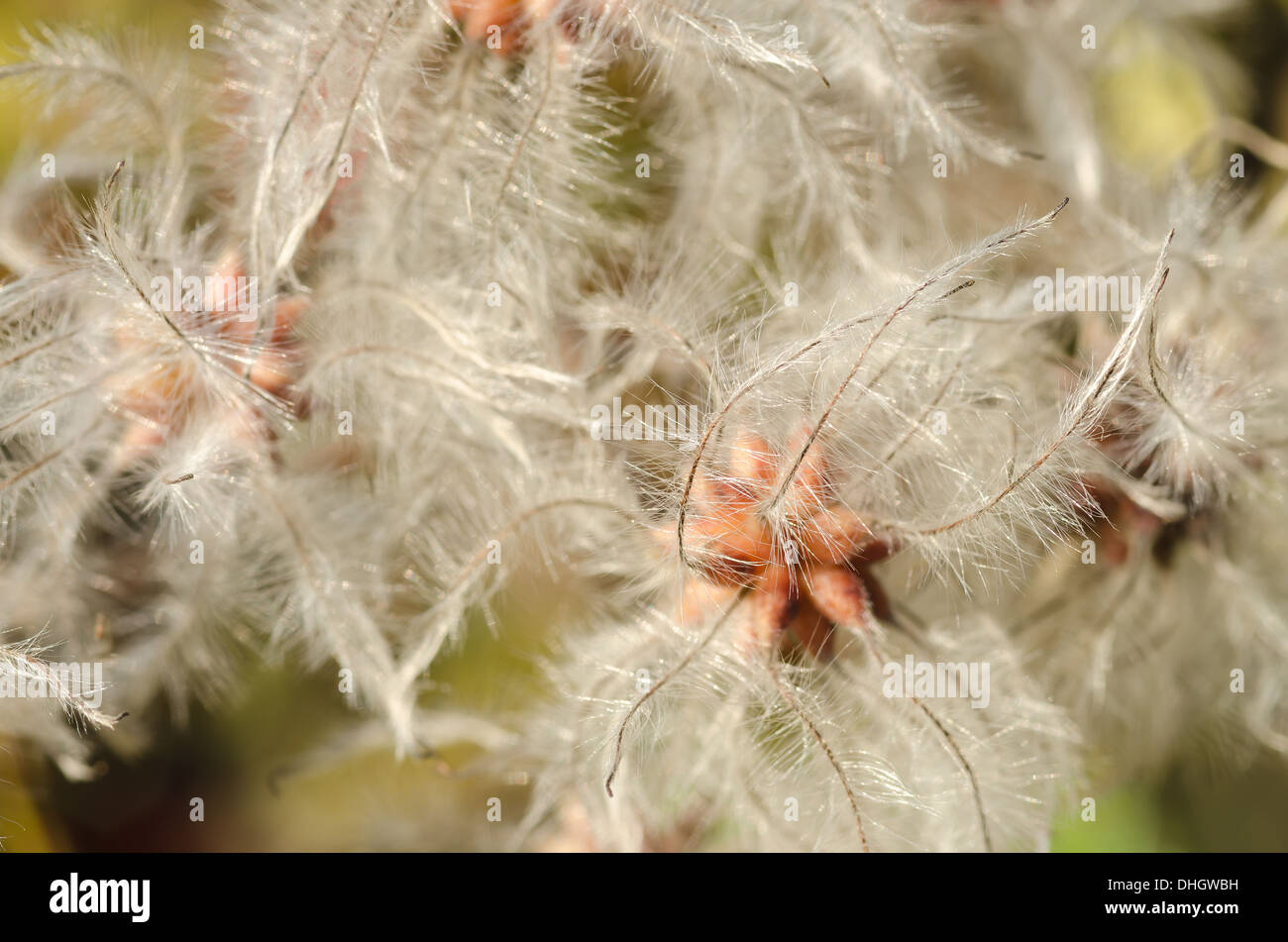 Smoke dispersal hi-res stock photography and images - Alamy