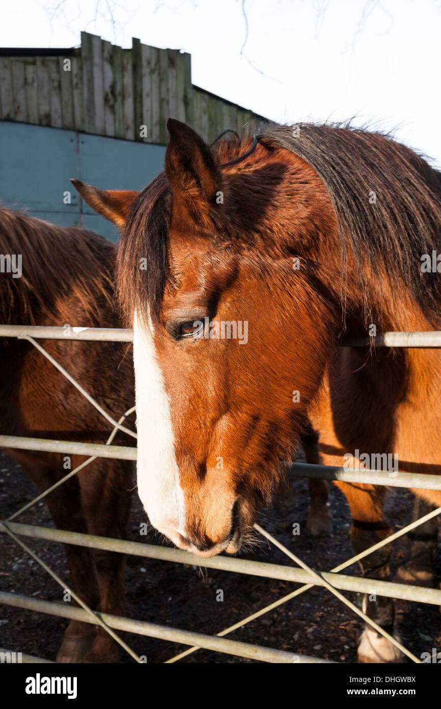 Horse closeup at stables Stock Photo - Alamy