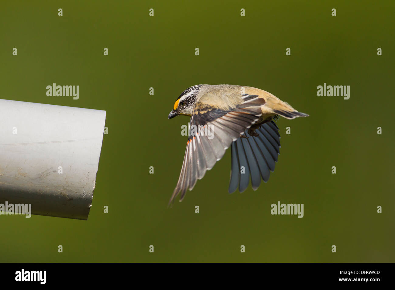 Nesting in pipe hi-res stock photography and images - Alamy