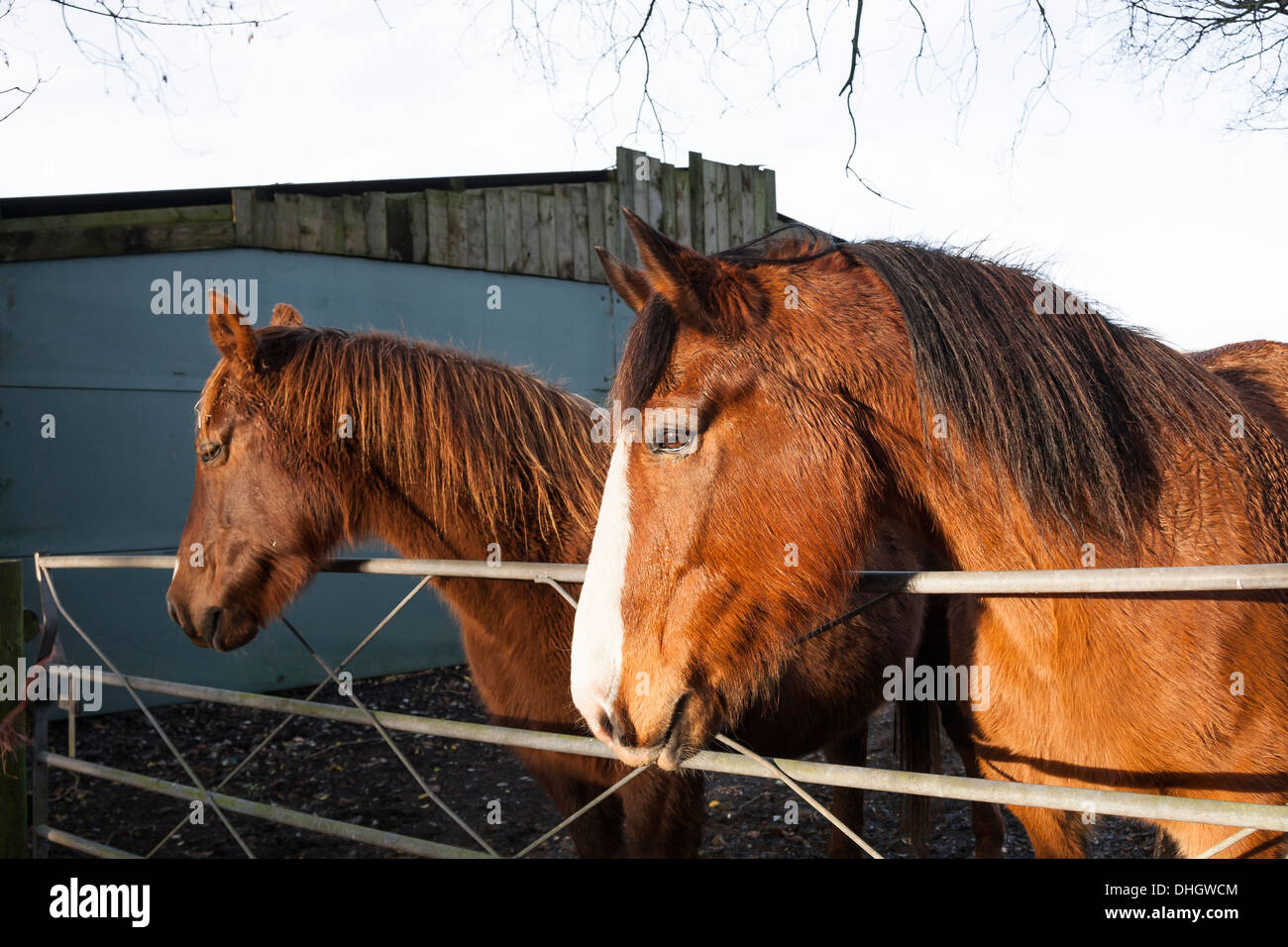 Gate two horses hi-res stock photography and images - Alamy