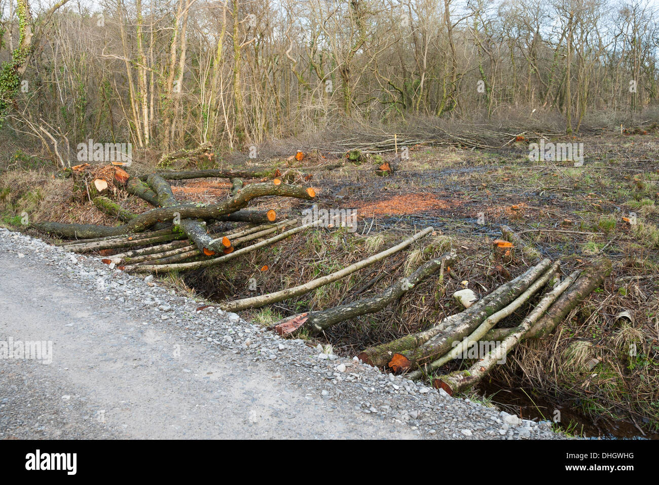 Felled trees in forestry by road Stock Photo - Alamy